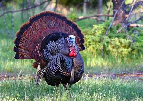Big Real Wild Turkey
