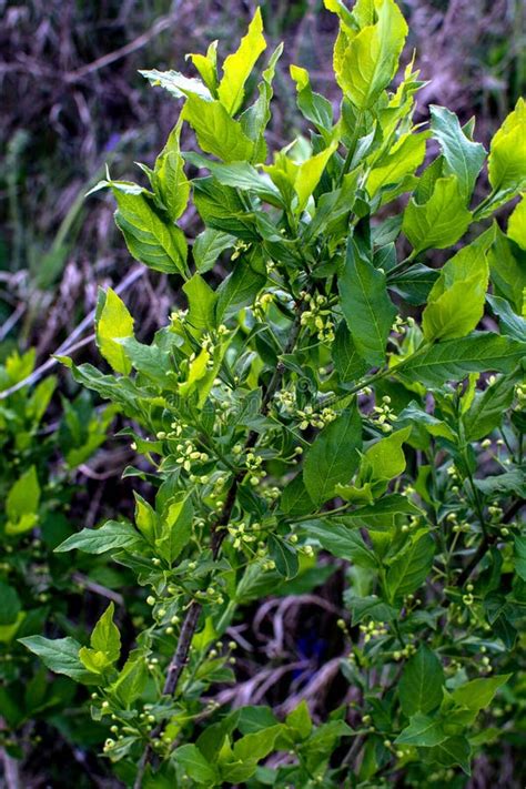 White Creamy Flowers Of Euonymus Europaeus Shrub Stock Image Image Of