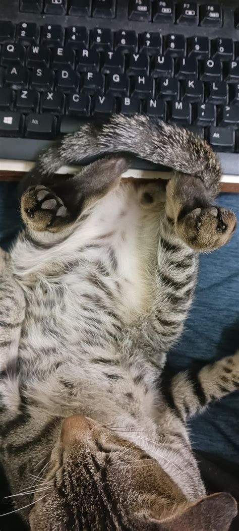 Bro Sleeping Like He Pays The Bills Rcatpics