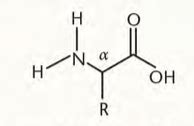MCAT Biochemistry Flashcards Quizlet