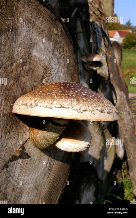 Fungus Growing Naturally On Tree Stock Photo Alamy