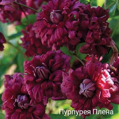 Клематис махровый продажа: 110 грн. - Сад / город Полтава на Olx