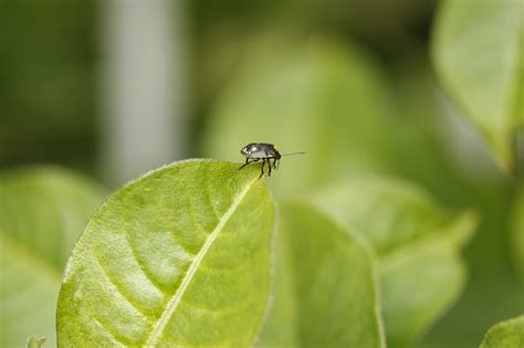 Insecte Feuille La Nature Feuilles Photo Gratuite Sur Pixabay Pixabay