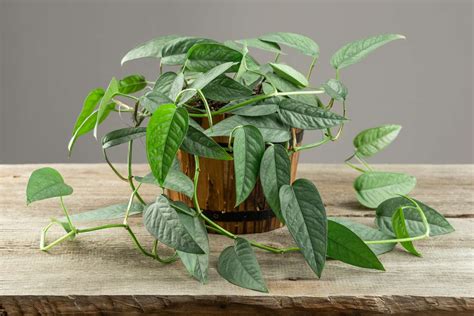 10 Indoor Vine Plants