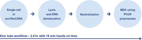 Workflow Of The Whole Genome Amplification Using The Qiaseq Single Cell Download Scientific