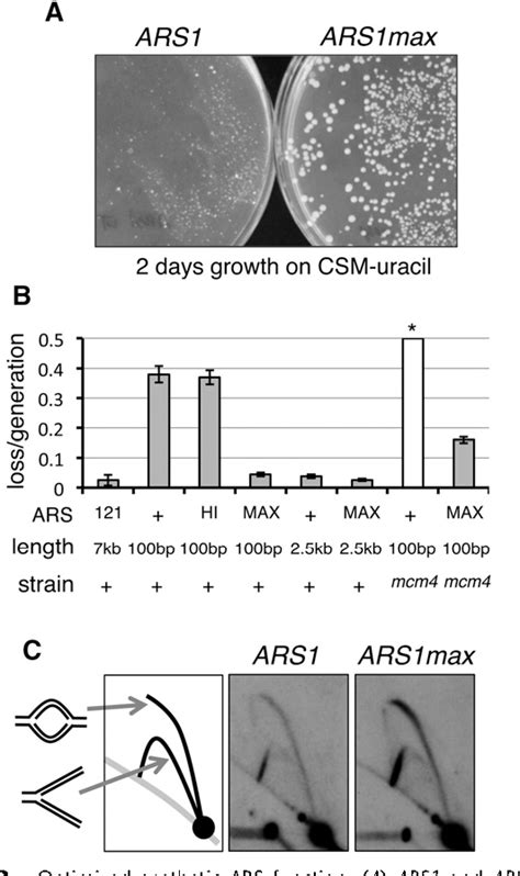 Figure 1 From Autonomously Replicating Sequences In Yeast High