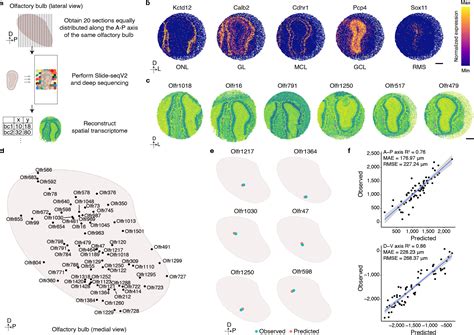 Spatial Transcriptomic Reconstruction Of The Mouse Olfactory Glomerular Map Suggests Principles
