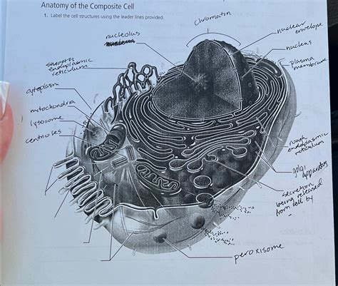 Solved Anatomy Of The Composite Celllabel The Cell