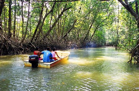 Why You Need To Visit Mangroves National Park Now