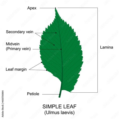 Simple Leaf Example Labelled Diagram Simple Leaf With Pinnate