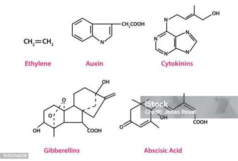Chemical Structure Of Plant Hormone Or Phytohormone Stock Illustration