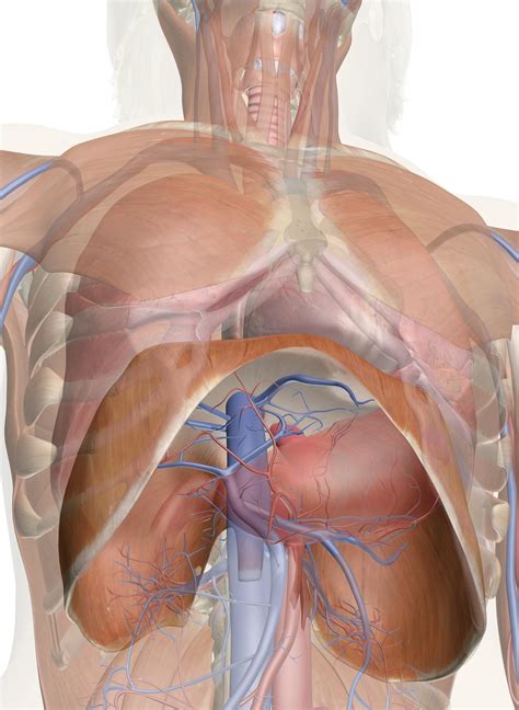 Diaphragm Diagram Body
