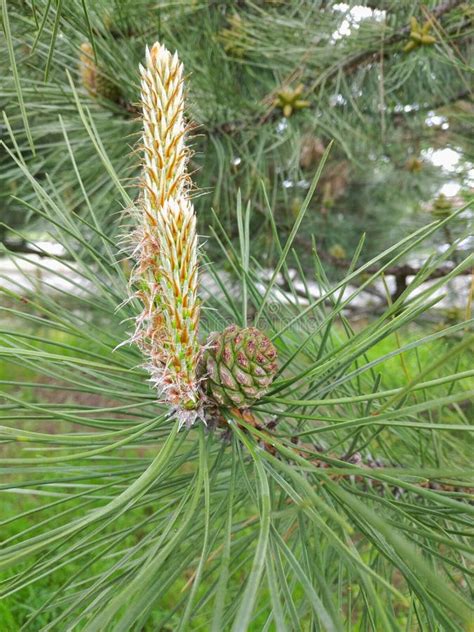 A Branch Of A Flowering Pine Tree With Small Green Cones Close Up Stock Image Image Of Beauty