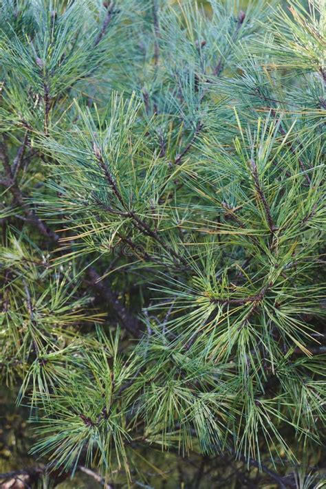 Green And Yellow Sand Pine Needles On Brown Branches Stock Image Image Of Branches Produce