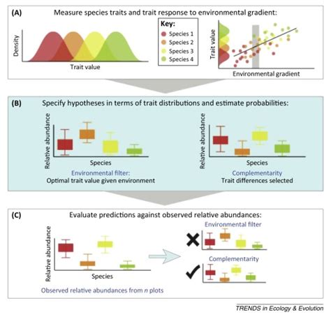 Predicting Communities From Functional Traits Trends In Ecology And Evolution