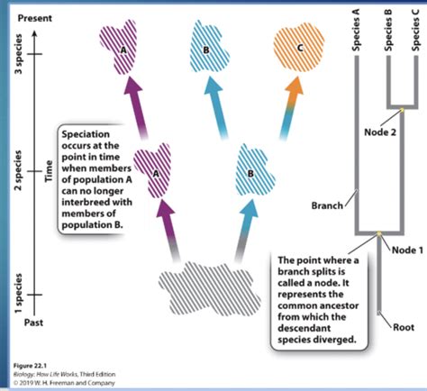Biol 214 Lecture 9 Flashcards Quizlet