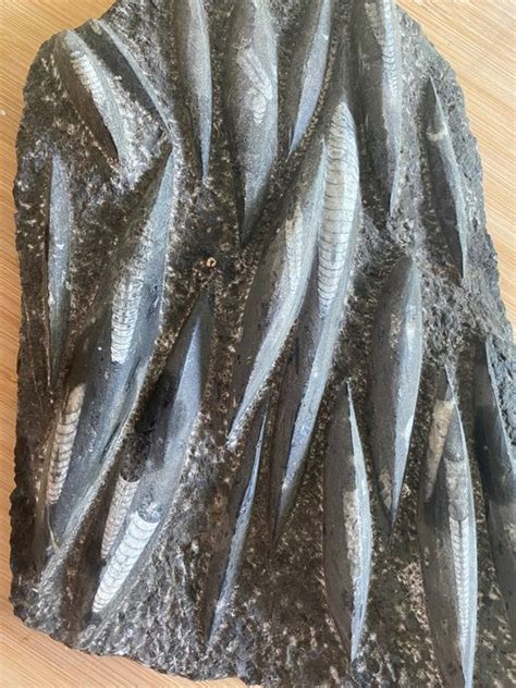 Nautiloid Fossil Mortality Plate Orthoceras 3 Cm 22 Cm Catawiki