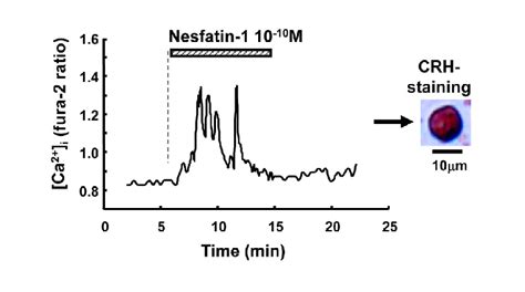 The Effect Of Nesfatin 1 On [ca 2 ] I In Crh Neurons In The Pvn