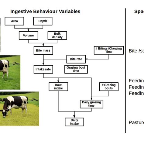 Conceptual Model Of Ingestive Behavior And Its Spatial Temporal Levels