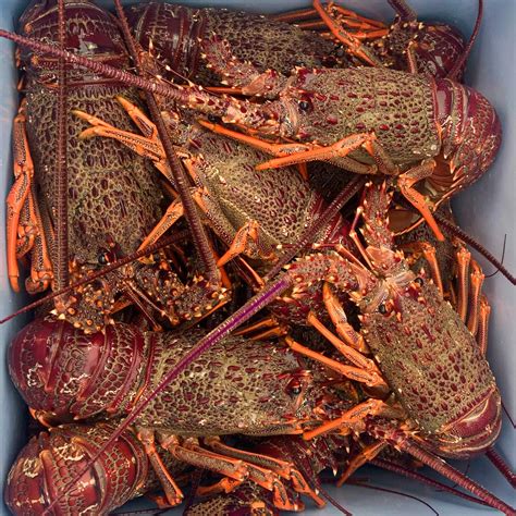 Saltwater Seafoods Nz Fresh Seafood Delivered To You