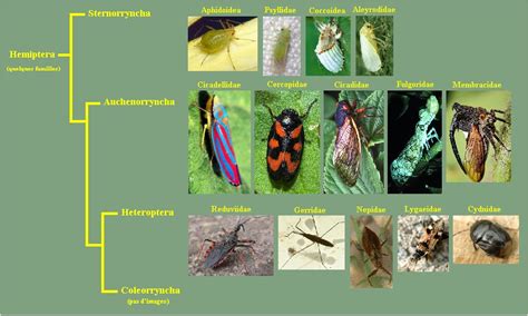 Hemiptera Characteristics