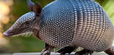 Armadillo Skin And How It Helps Them