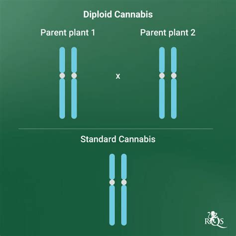 Understanding Triploid And Tetraploid Cannabis Plants Rqs Blog