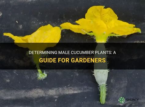 Determining Male Cucumber Plants A Guide For Gardeners Shuncy