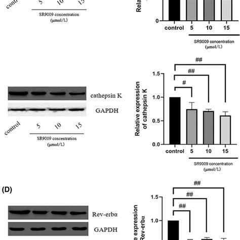 Rev‐erbα Activation Increases The Inhibitory Effect Of Melatonin On