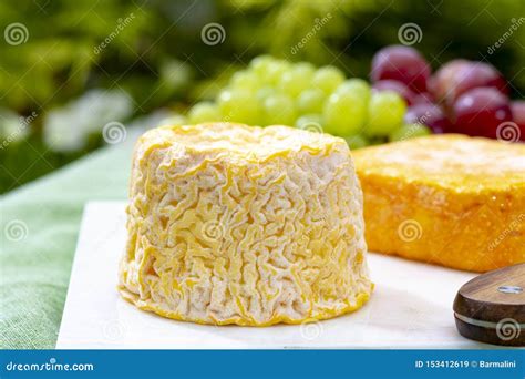 Langres Den Franska Kon Mj Lkar Mjuk Ost Kr Migt Och Smuligt Med Det Vita Skalet Fotografering