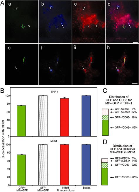 Colocalization Of Metabolically Active And Metabolically Inactive