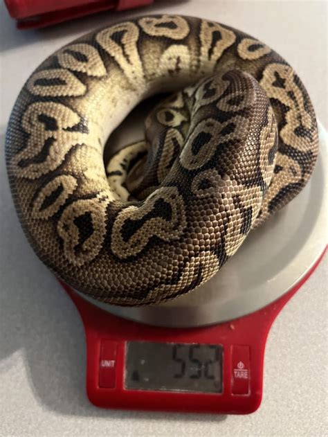 1 y o ball python size r ballpython