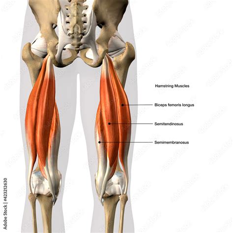 Hamstring Muscles Labeled Male Posterior On White Background 3d
