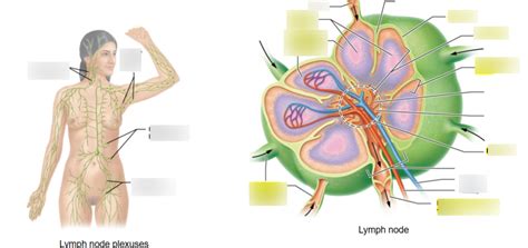 Lymph Nodes Diagram Quizlet