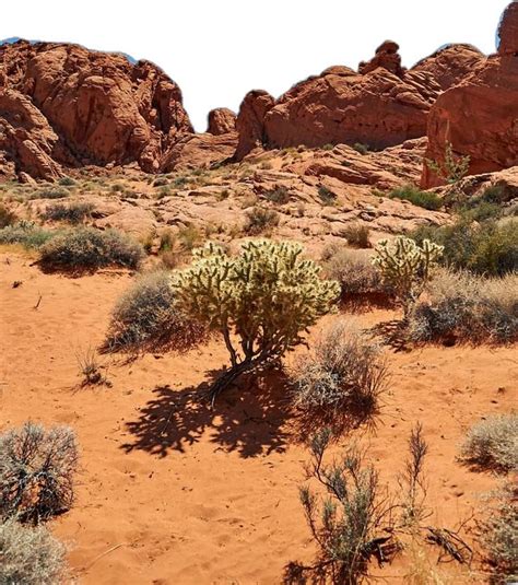 Desert Bush Limited Edition 1 Of 25 Photography By Andis Akerfelds Saatchi Art Nature