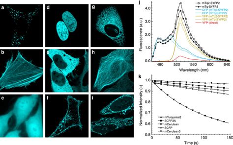 Characterization Of The In Vivo Properties Of MTurquoise2 Ai