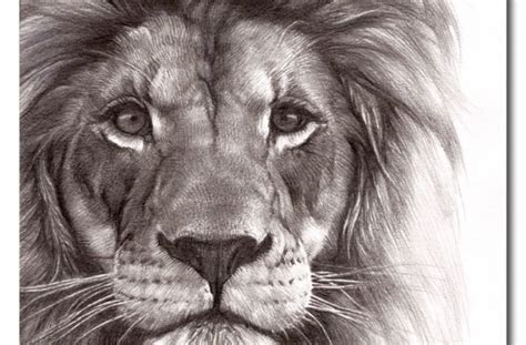 Lion Face Sketch At Explore Collection Of Lion