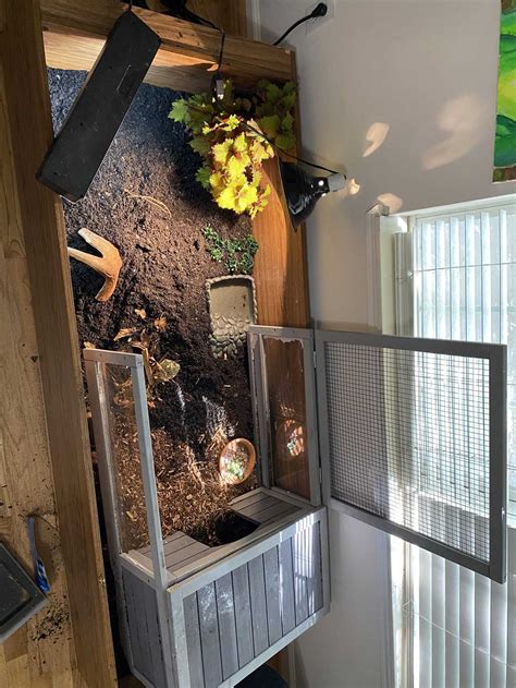 Creating An Ideal Indoor Box Turtle Habitat Expert Tips Vital Frog