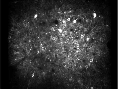 Spatiotemporal Firing Patterns During Tactile Processing In Sensory