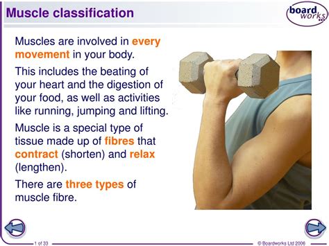 Ppt Muscle Classification Powerpoint Presentation Free Download Id