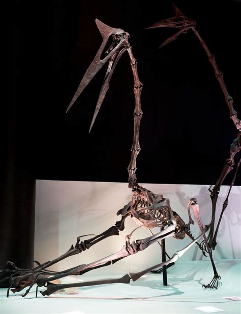 Quetzalcoatlus Size Comparison To Vehicle