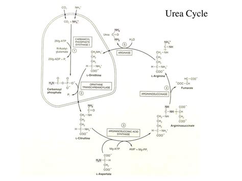 Which Amino Acids Are Generated In The Urea Cycle At Cornelia Priest Blog