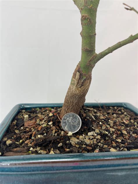 Japanese Maple Specimen 1