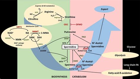 Spermidine Metabolon