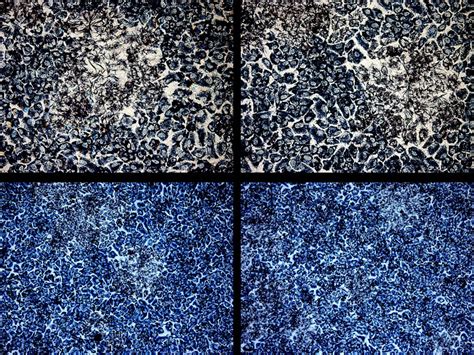 42 Questions With Answers In Viral Titration Scientific Method