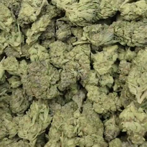 Gusher Mints Strain Flowering Time At Deborah White Blog