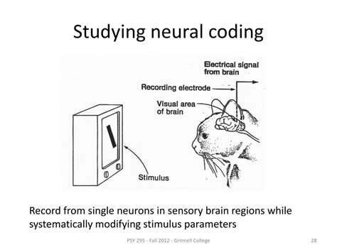 Ppt Introducing Neuroscience Powerpoint Presentation Free Download Id2727505
