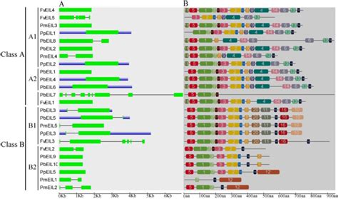 Gene Structure A And Conserved Motif Compositions B Of Ein3eil