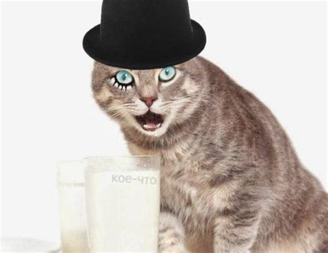 Создать мем "мем кот в сметане, кошка пьет молоко, котик и молоко ...