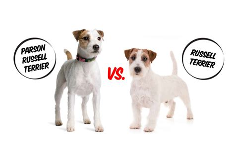 Whats The Difference Between The Parson Russell Terrier The Jack